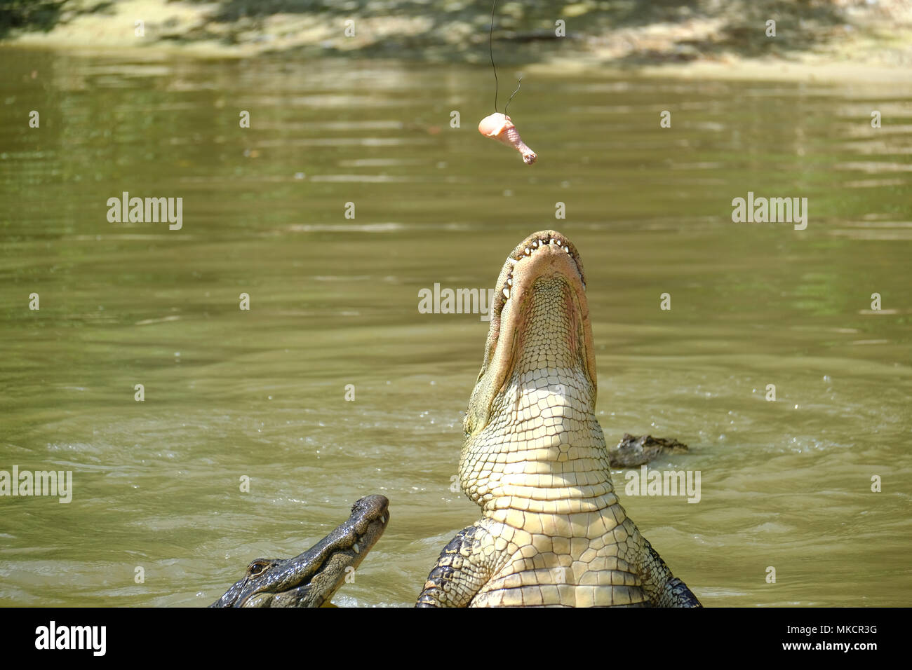 Alligators feeding in Wild Florida reserve, USA Stock Photo - Alamy