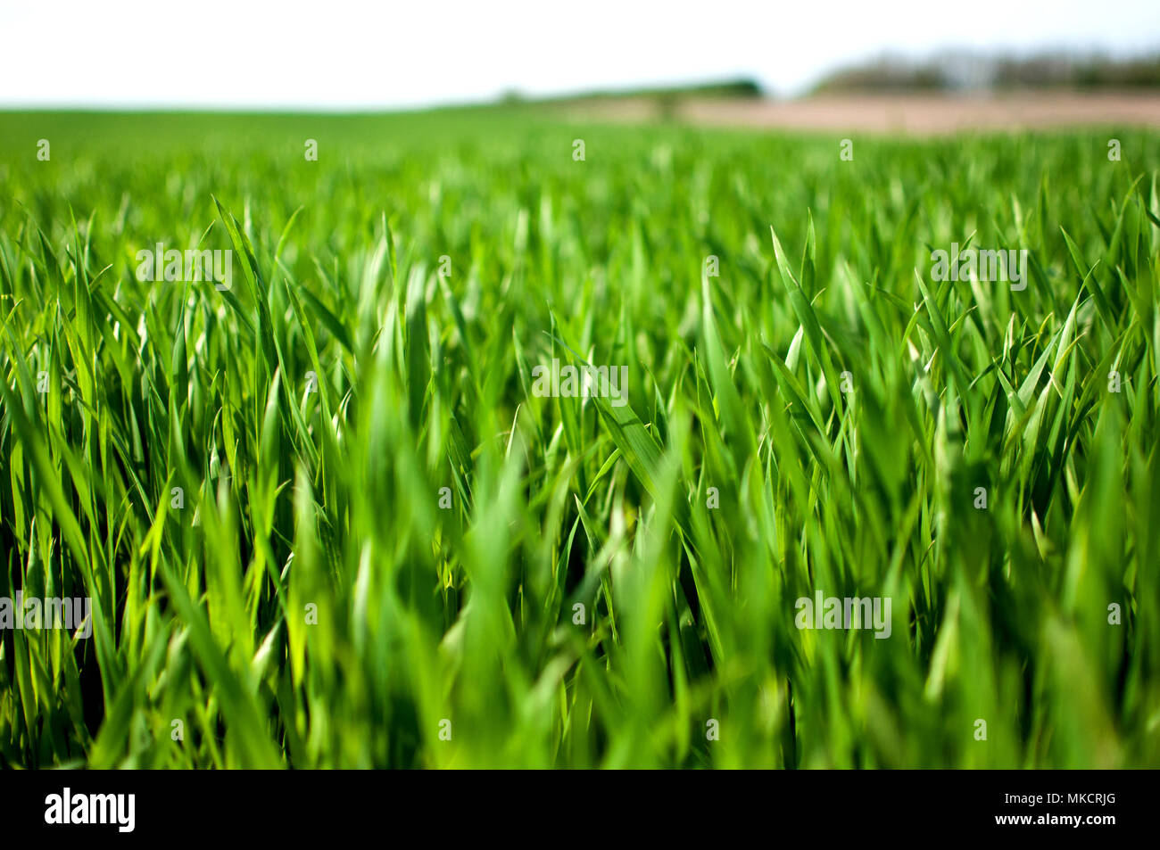 green grass field and bright blue sky Stock Photo - Alamy