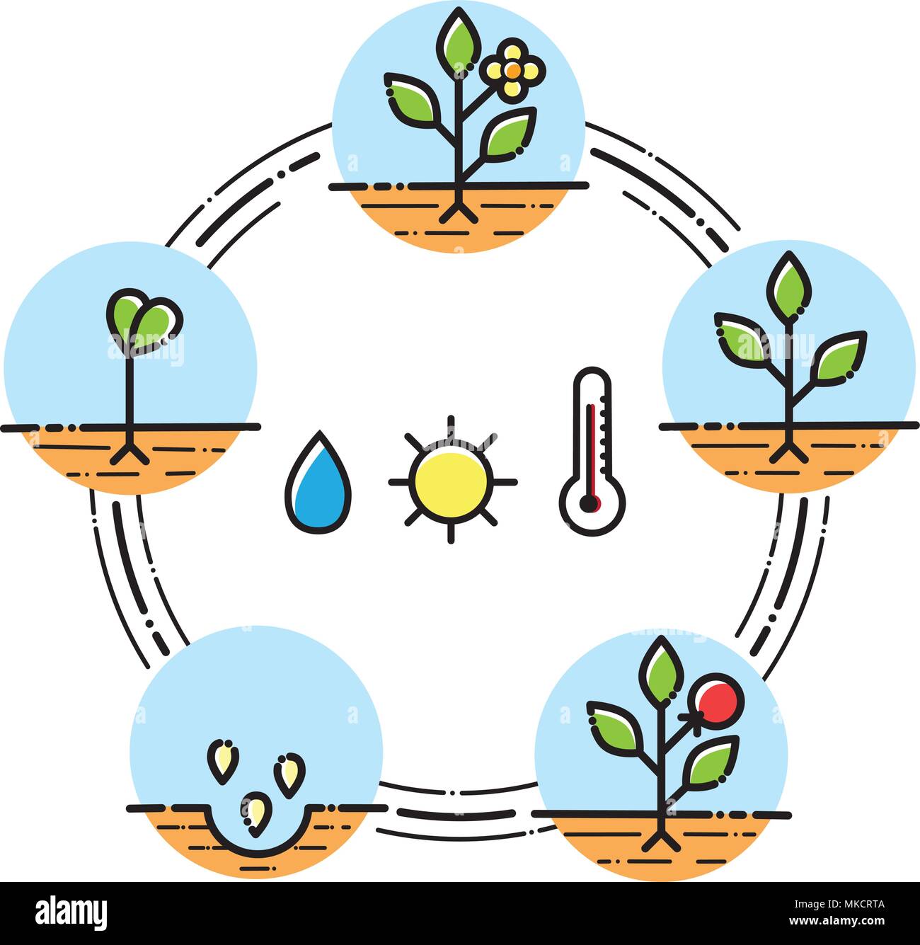 Plant growth stages infographics. Line art icons. Linear style ...