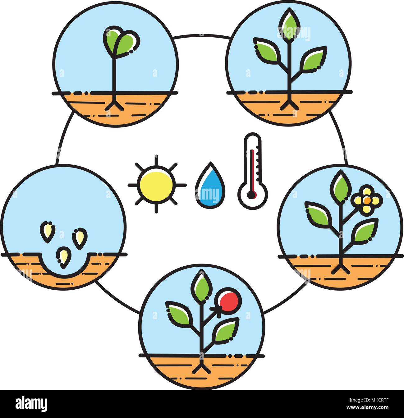 Plant growth stages infographics. Line art icons. Planting instruction ...