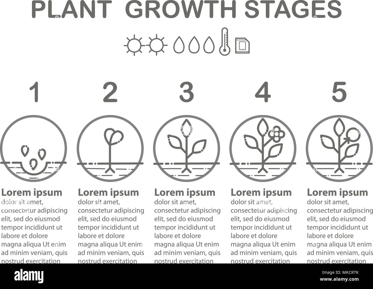 Plant growth stages infographics. Line art icons. Planting instruction ...
