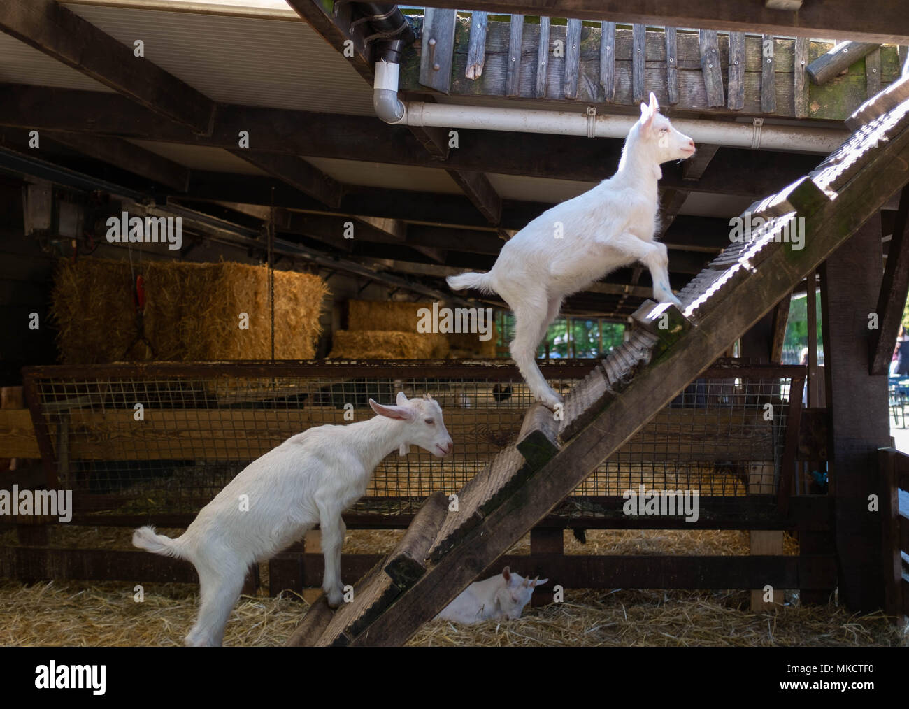 Goat farm at Amsterdam, Holland Stock Photo - Alamy