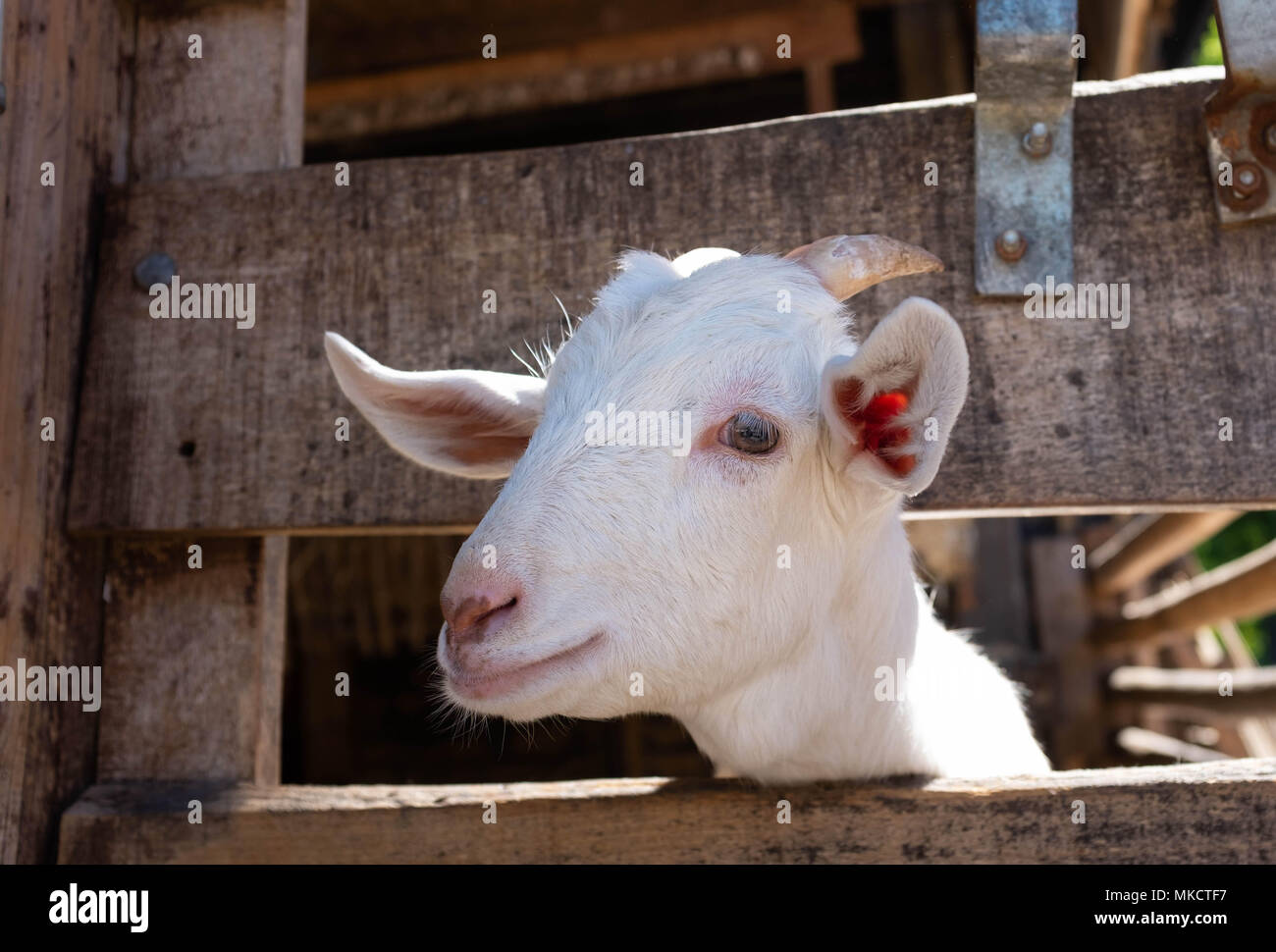 Goat farm at Amsterdam, Holland Stock Photo - Alamy