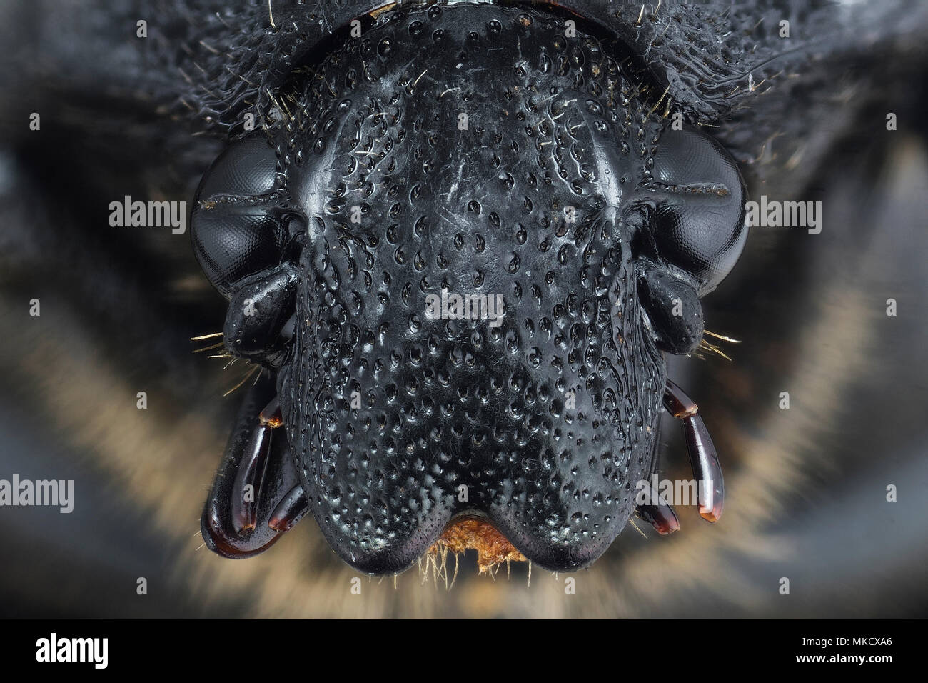 green beetle - Helota Stock Photo - Alamy