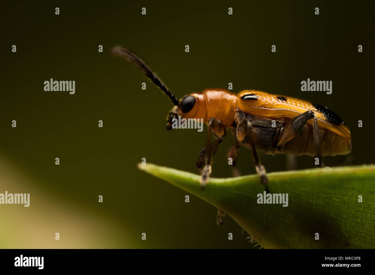 Chrysomelidae hi-res stock photography and images - Alamy