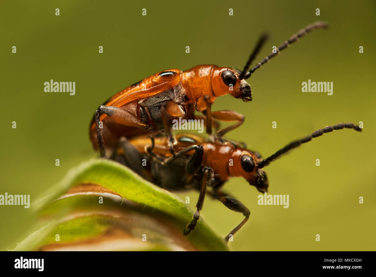 Chrysomelidae hi-res stock photography and images - Alamy