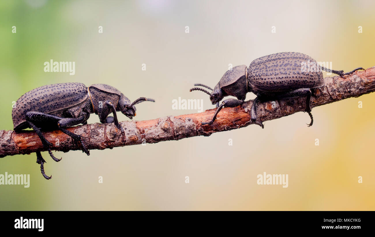 Scotobius miliaris hi-res stock photography and images - Alamy