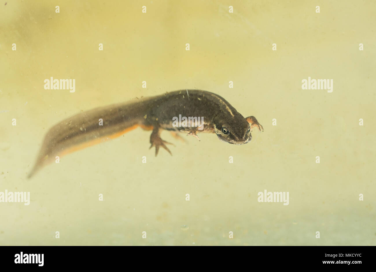 Female smooth newt (Lissotriton vulgaris Stock Photo - Alamy