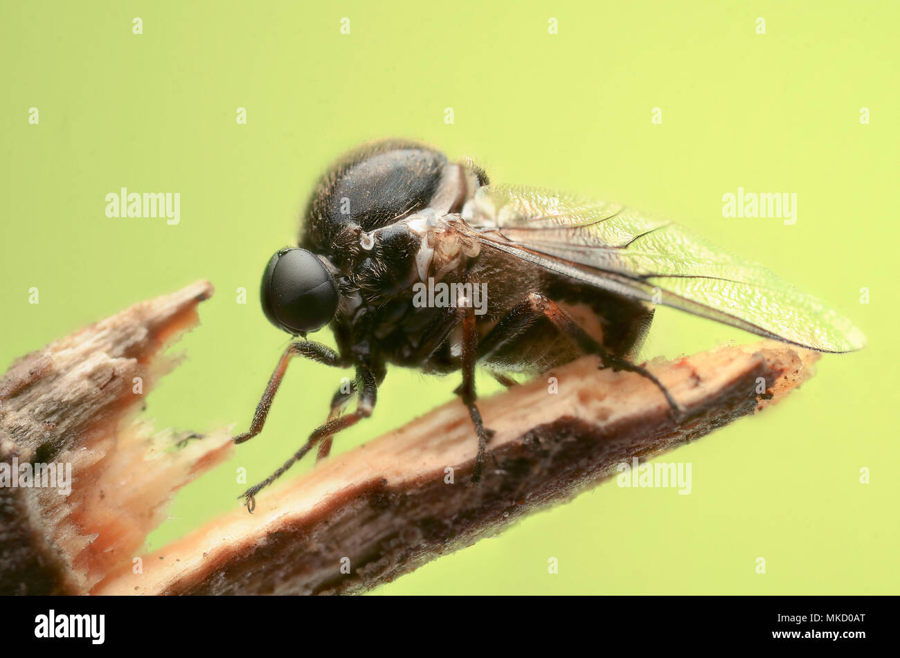 Body parts fly hi-res stock photography and images - Alamy