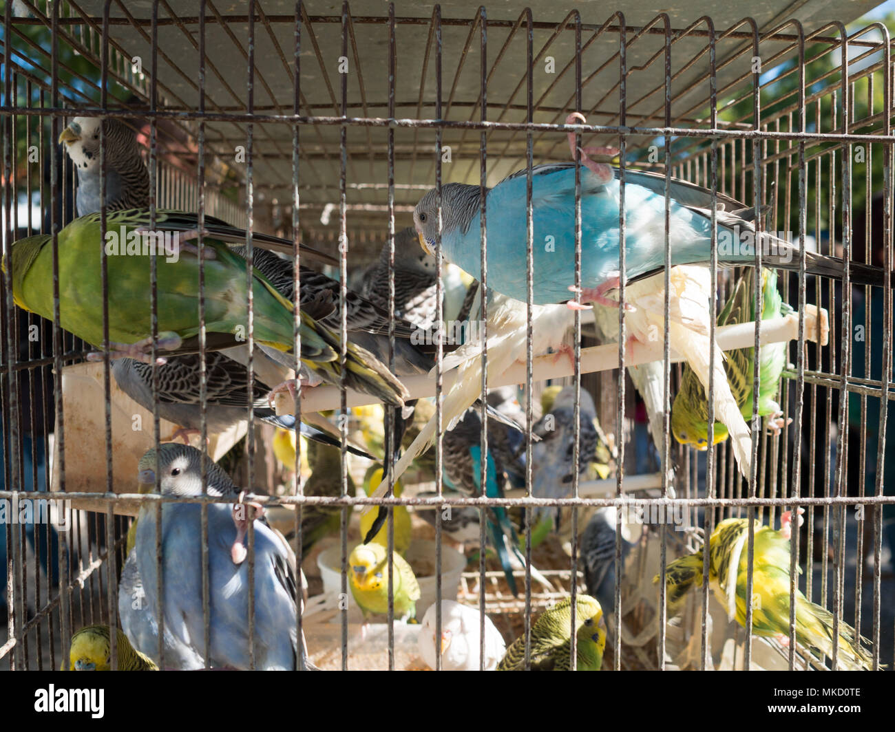 Caged birds for sale in rural market Stock Photo - Alamy