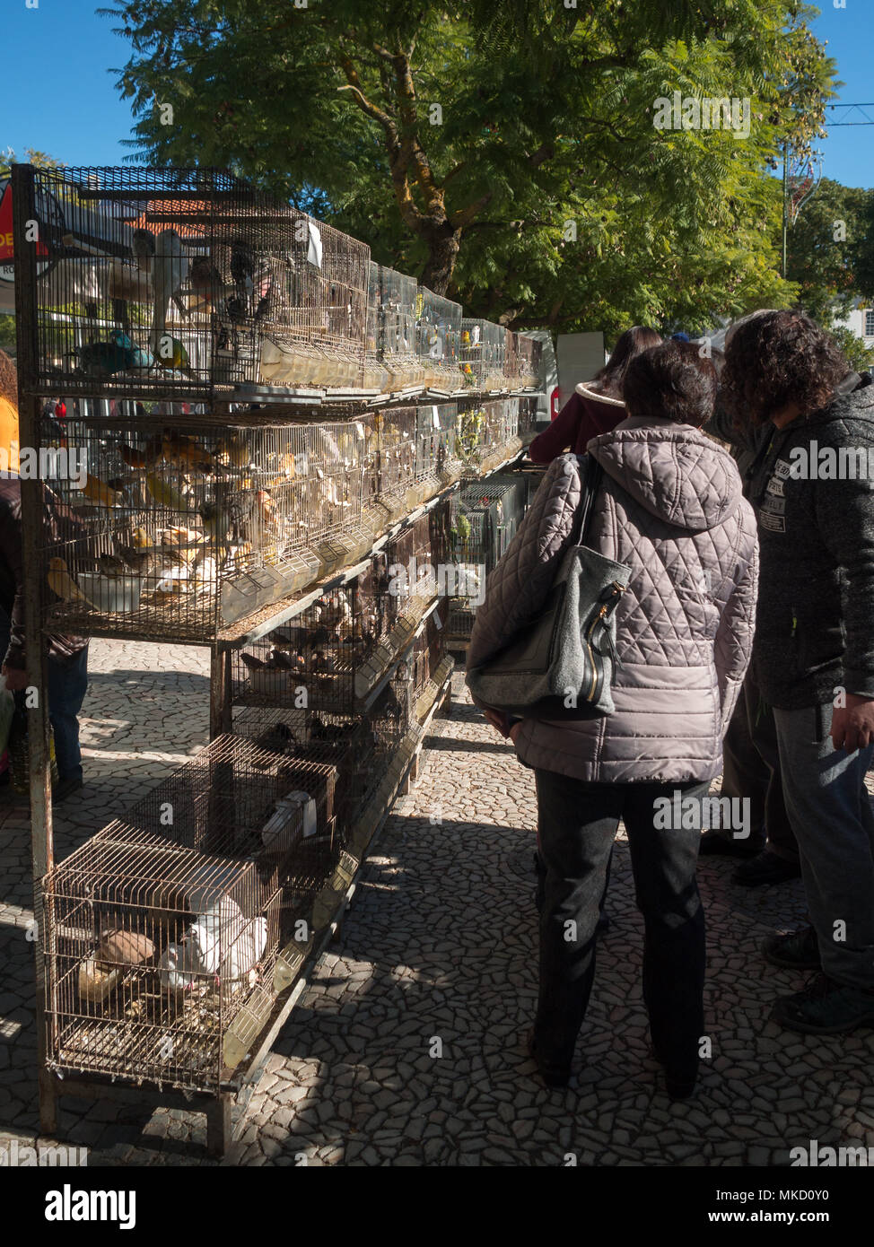 Observing caged birds for sale in rural market Stock Photo - Alamy