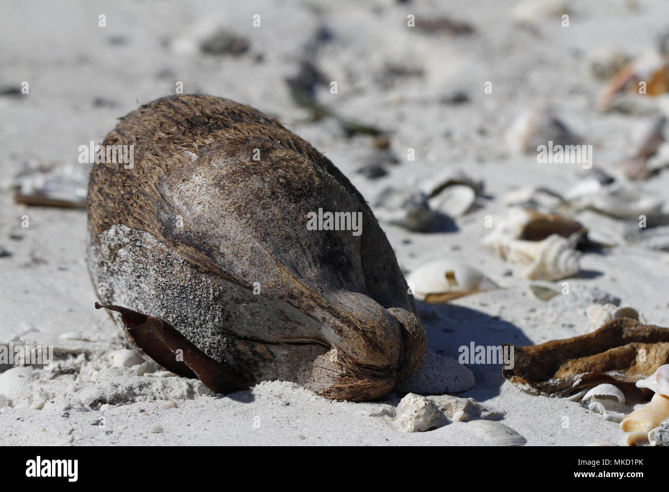 Old naples florida hi-res stock photography and images - Alamy