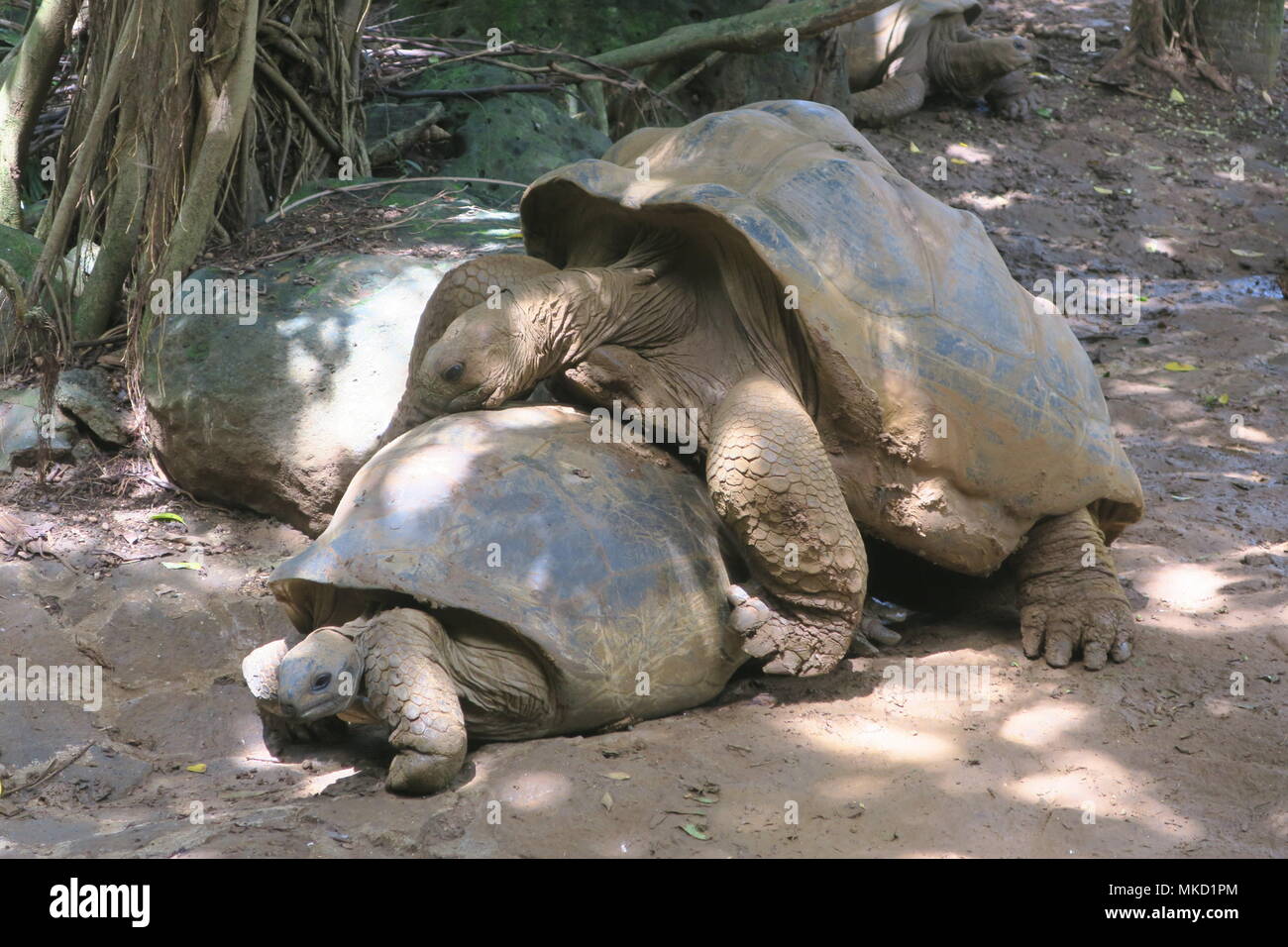 Giant land turtle in a park on Mauritius island, male and female are ...