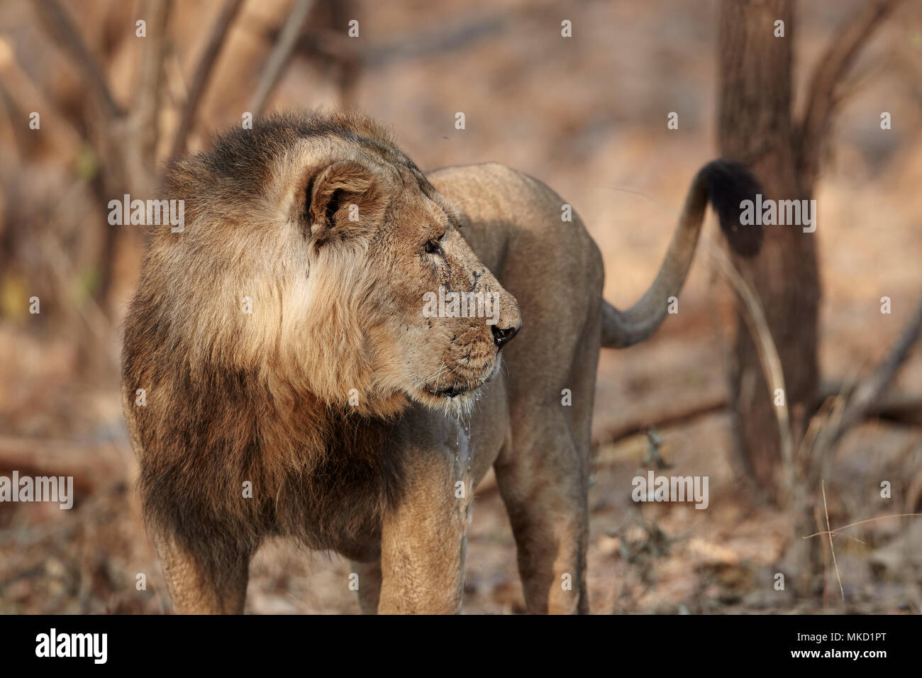 Asiatic Male Lion at Gir forest, India Stock Photo - Alamy