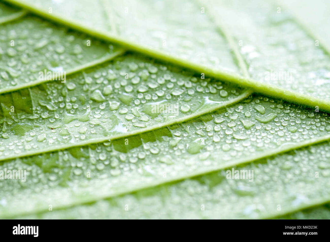 Soft Focus nature background texture green leaf with water drop Stock ...