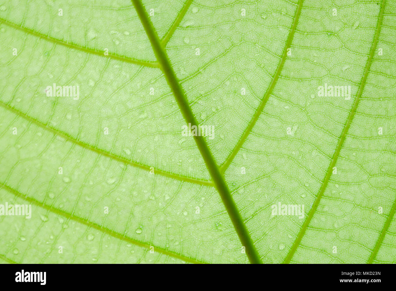 Soft Focus nature background texture green leaf with water drop Stock ...