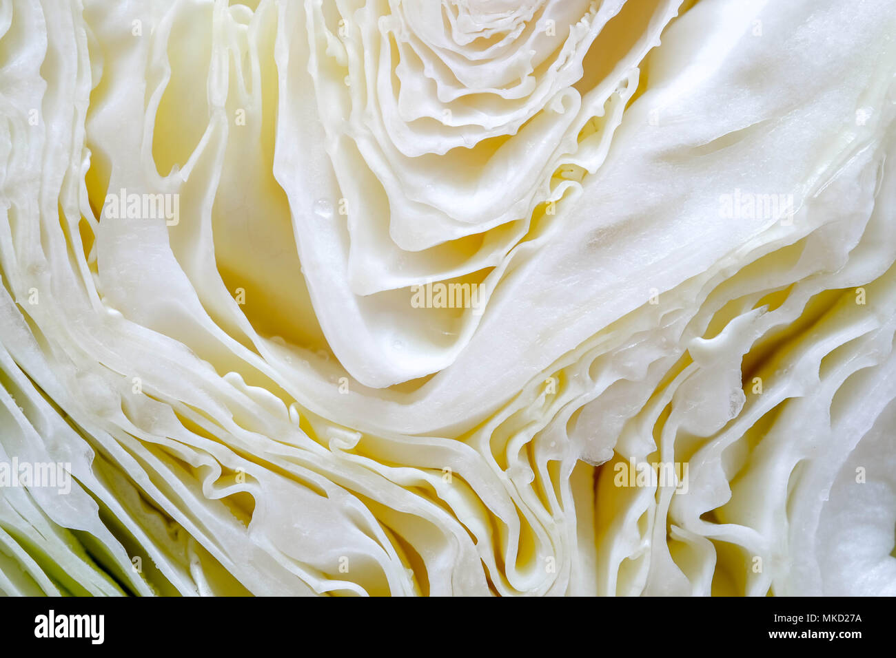 texture of cut white cabbage showing inside curved surface Stock Photo ...