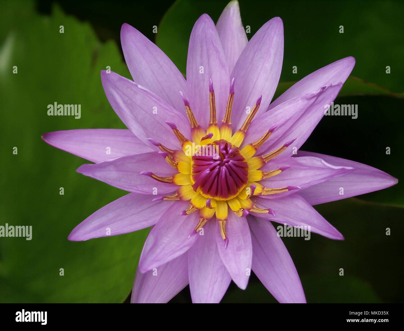 Pink lotus flower and green leafs Stock Photo - Alamy