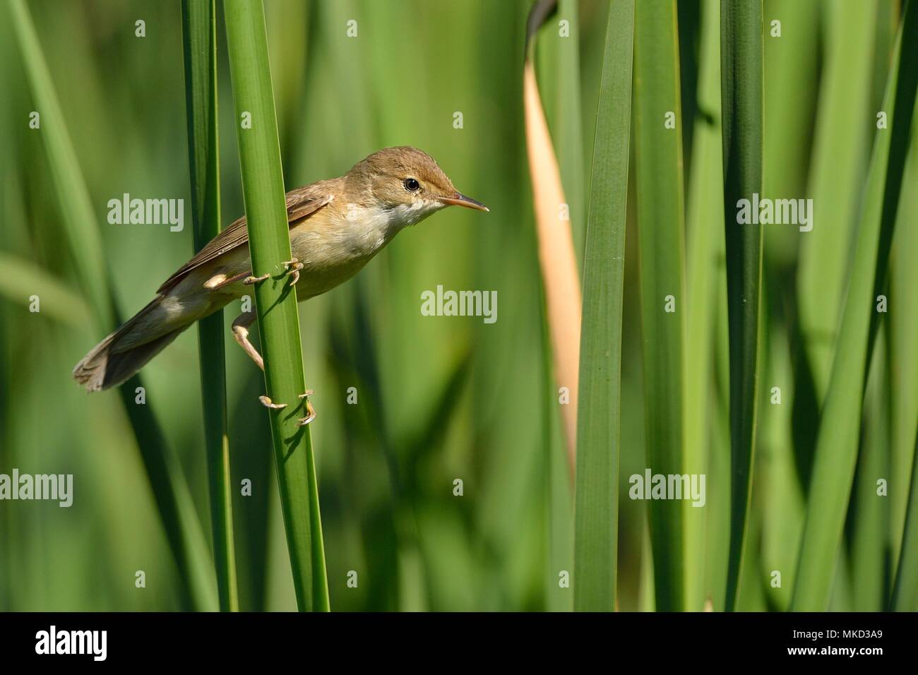 Eurasian Reed warbler (Acrocephalus scirpaceus) in a reed bed ...