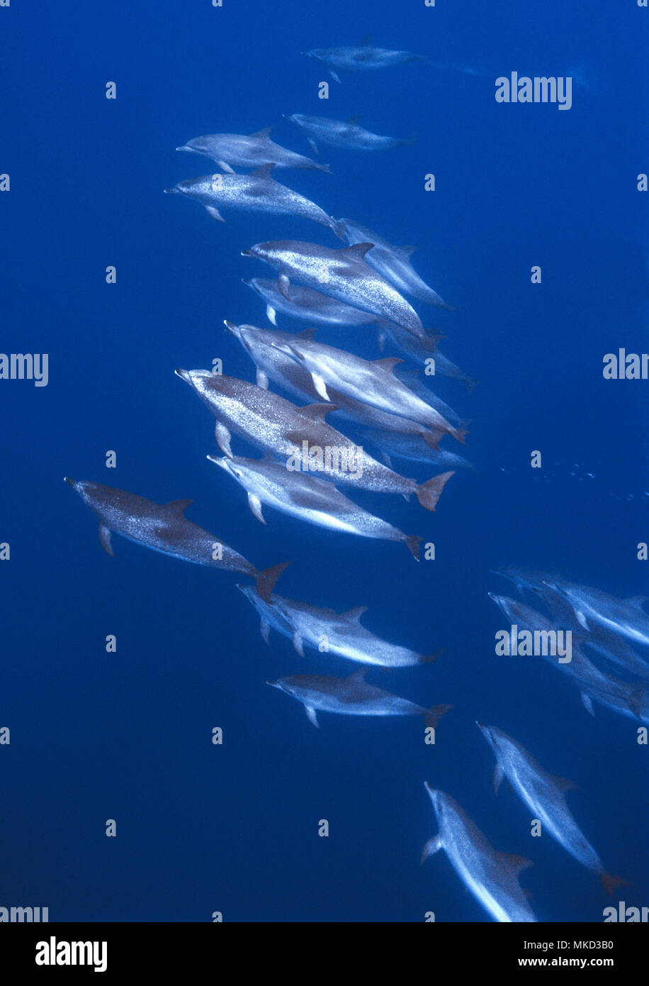 Atlantic spotted dolphin (Stenella frontalis). Juvenile, without spots ...