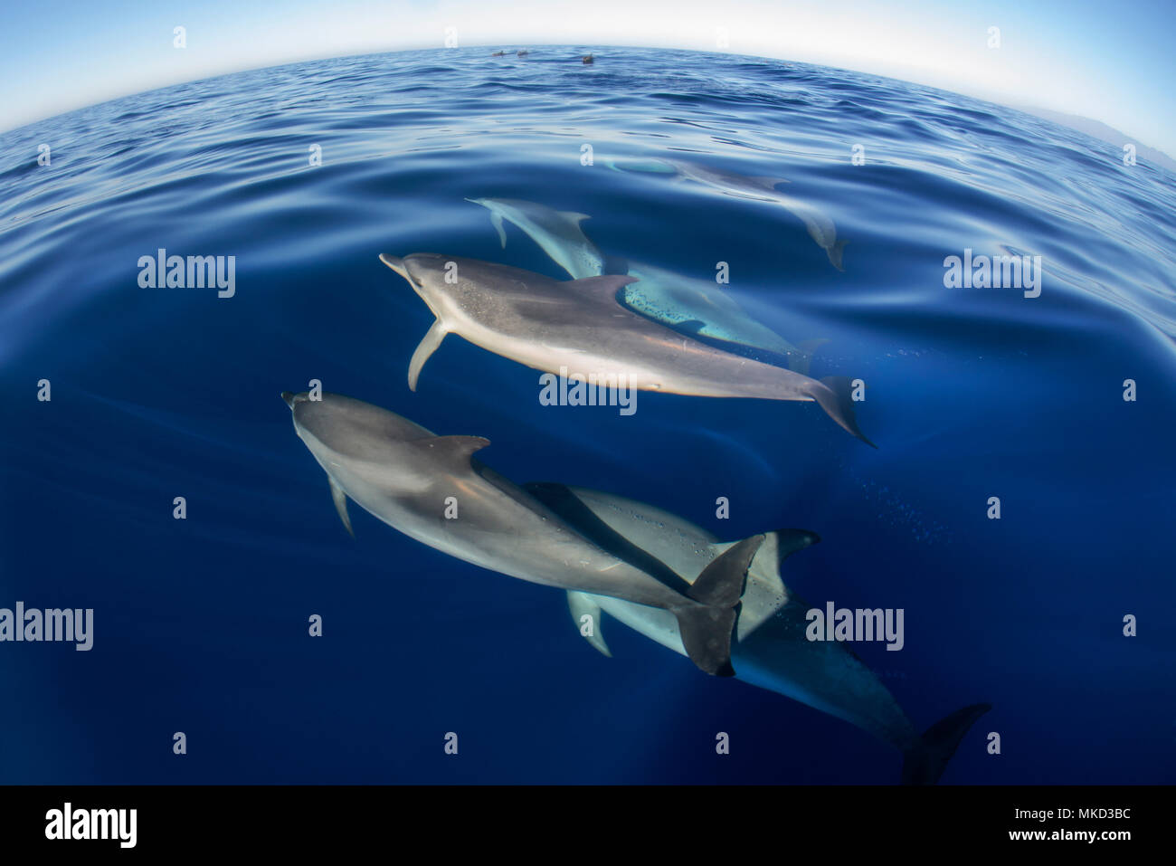 Atlantic spotted dolphin (Stenella frontalis), juvenile on the surface ...