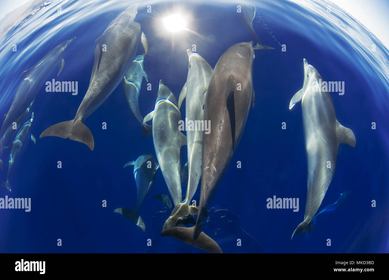 Atlantic spotted dolphin (Stenella frontalis), juvenile on the surface ...