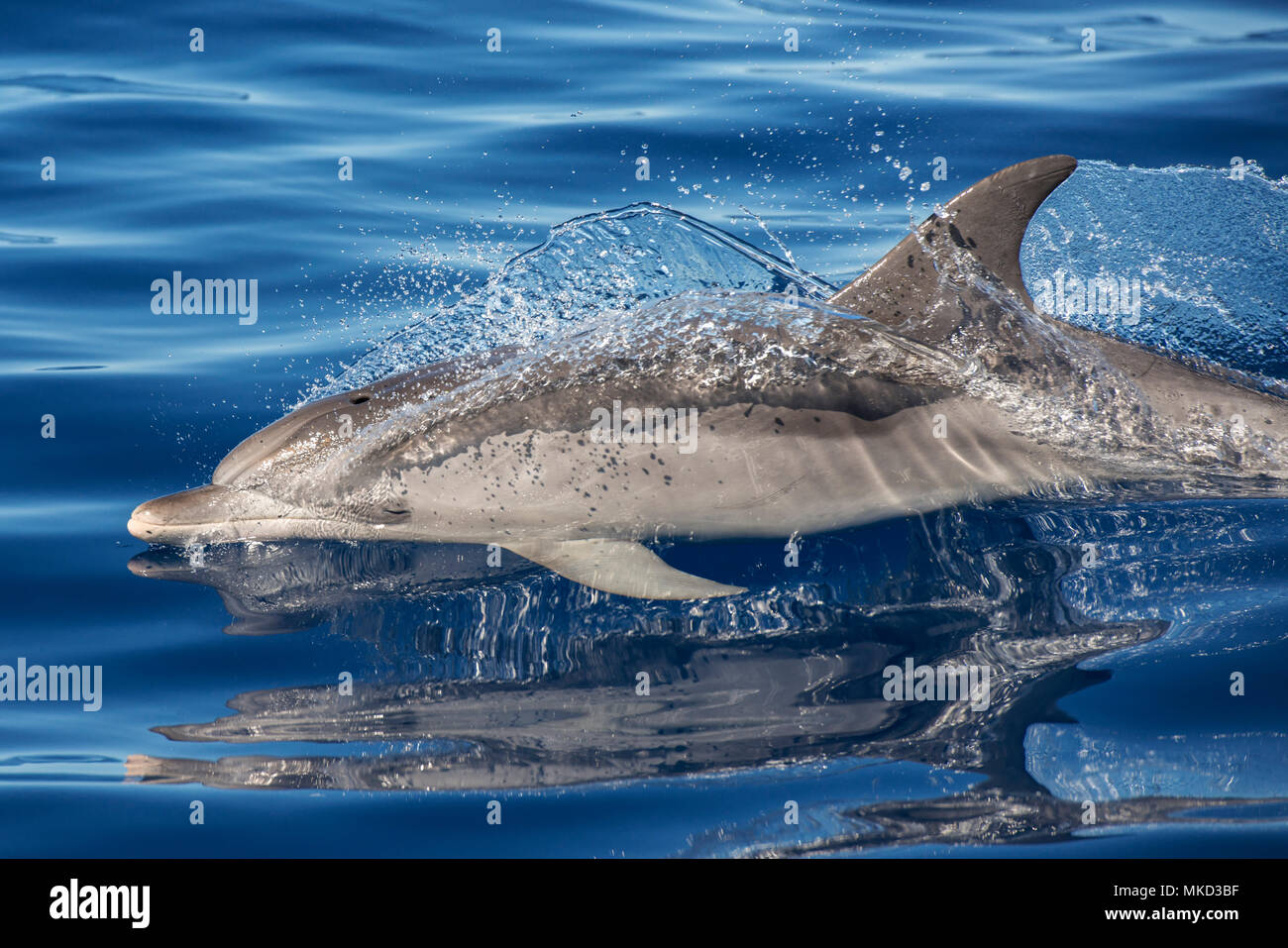 Atlantic spotted dolphin (Stenella frontalis), Adult on the surface ...