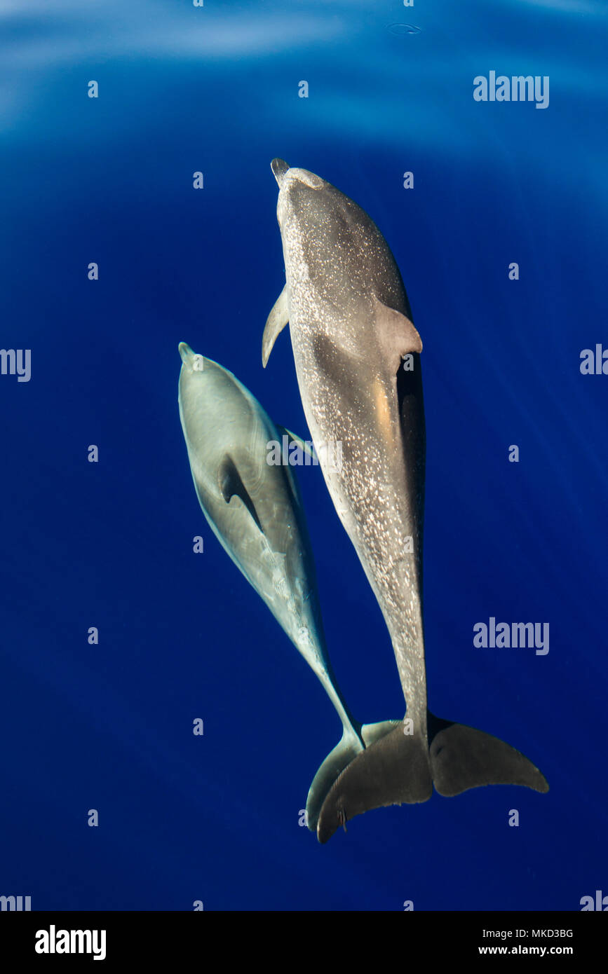 Atlantic spotted dolphin (Stenella frontalis). Adult and juvenile on ...