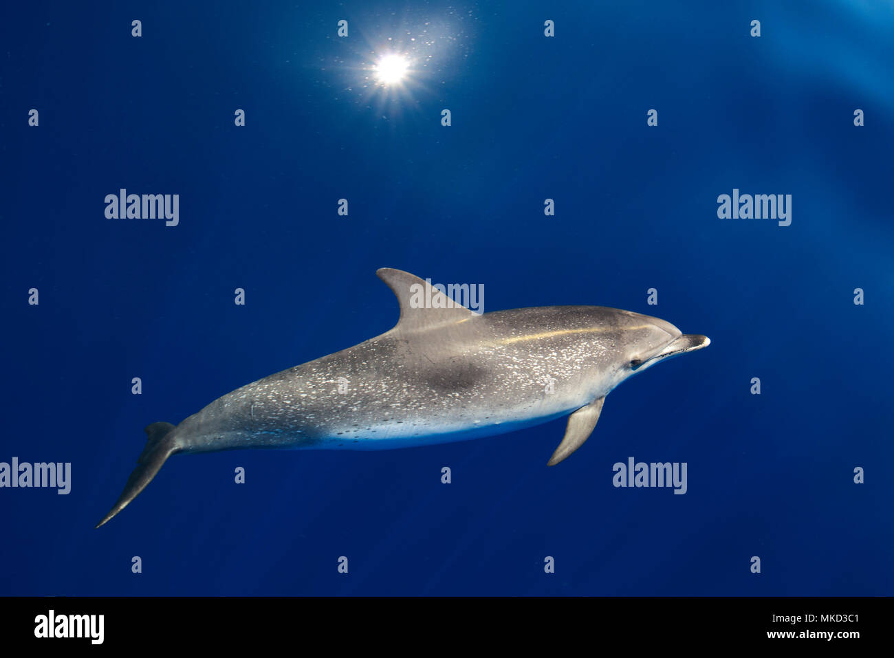 Atlantic spotted dolphin (Stenella frontalis), Adult, Tenerife, Canary ...