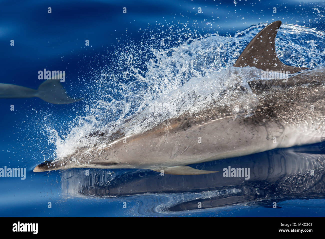 Atlantic spotted dolphin (Stenella frontalis), Adult on the surface ...