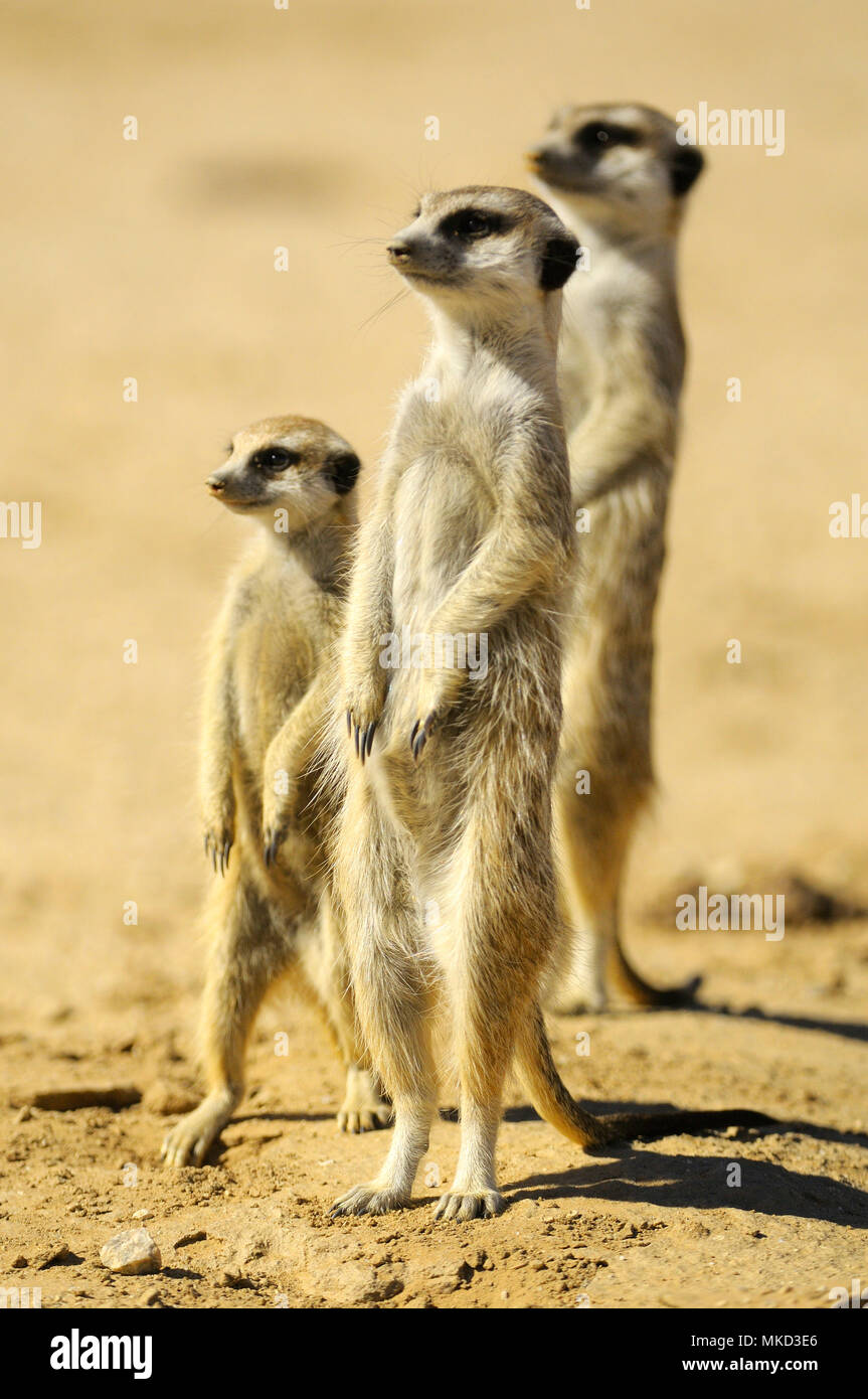 Suricate (Suricata suricatta), Meerkat family around their den ...