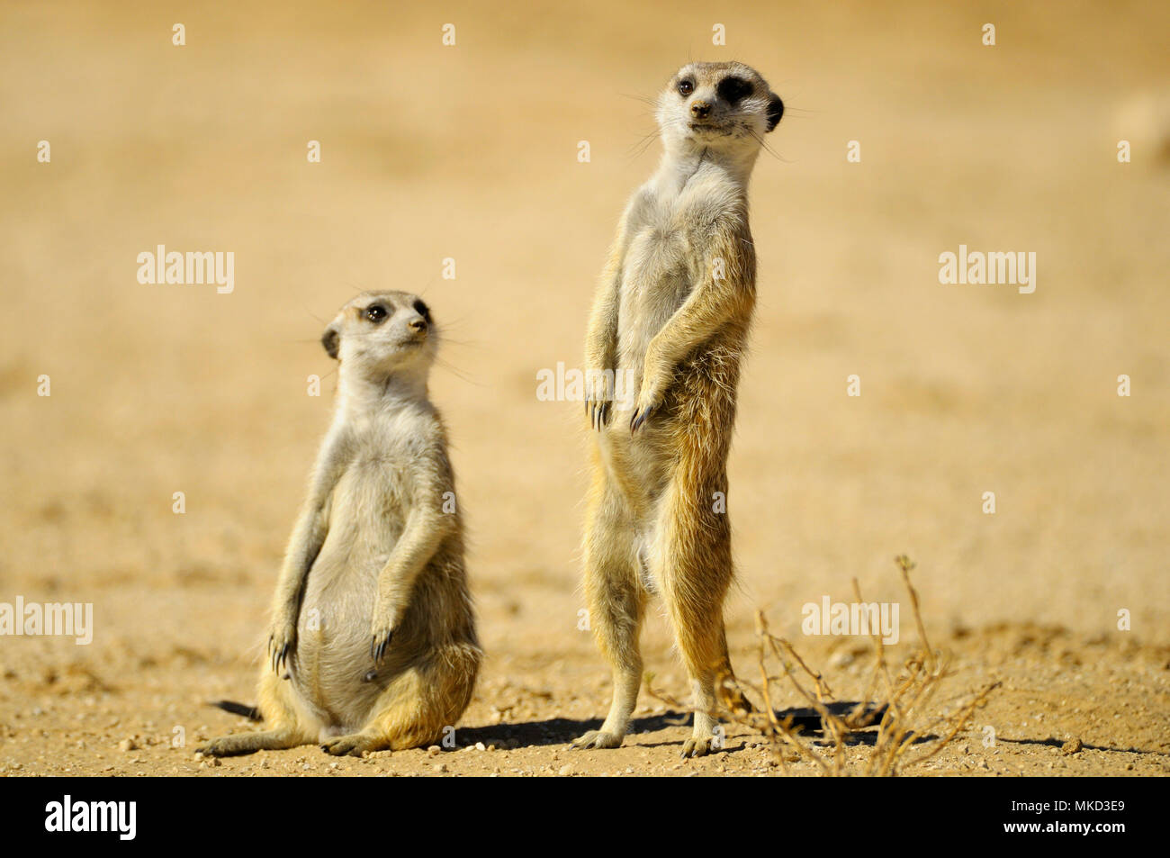 1 suricate hi-res stock photography and images - Alamy