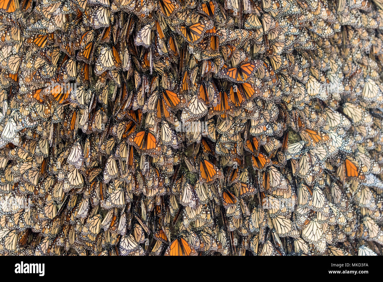 Monarch butterfly (Danaus plexippus), In wintering from November to ...