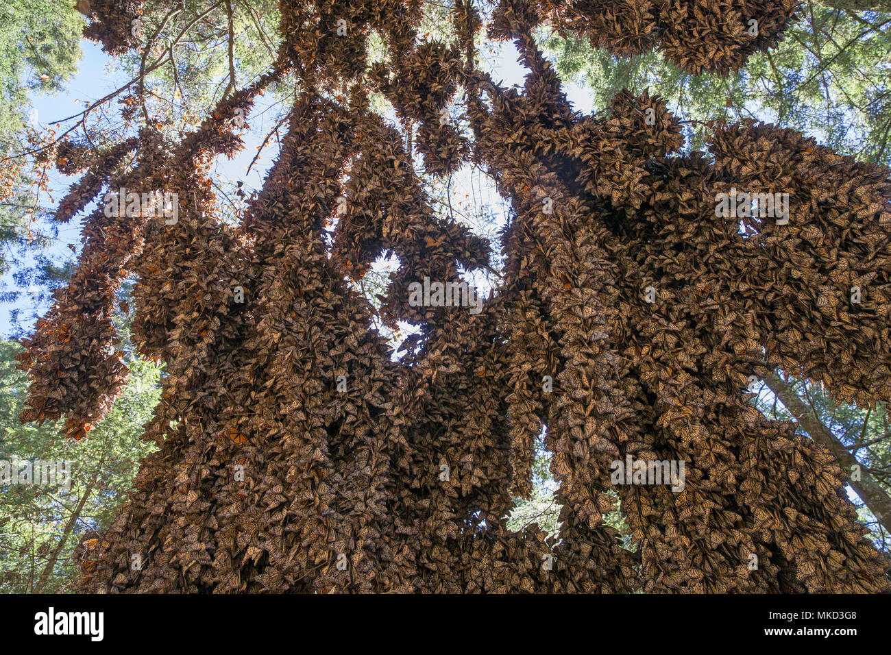 Monarch butterfly (Danaus plexippus), In wintering from November to ...