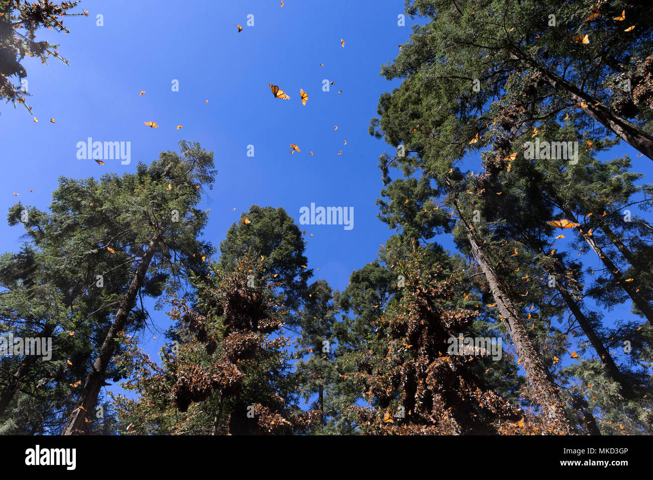 Monarch butterfly (Danaus plexippus), In wintering from November to ...