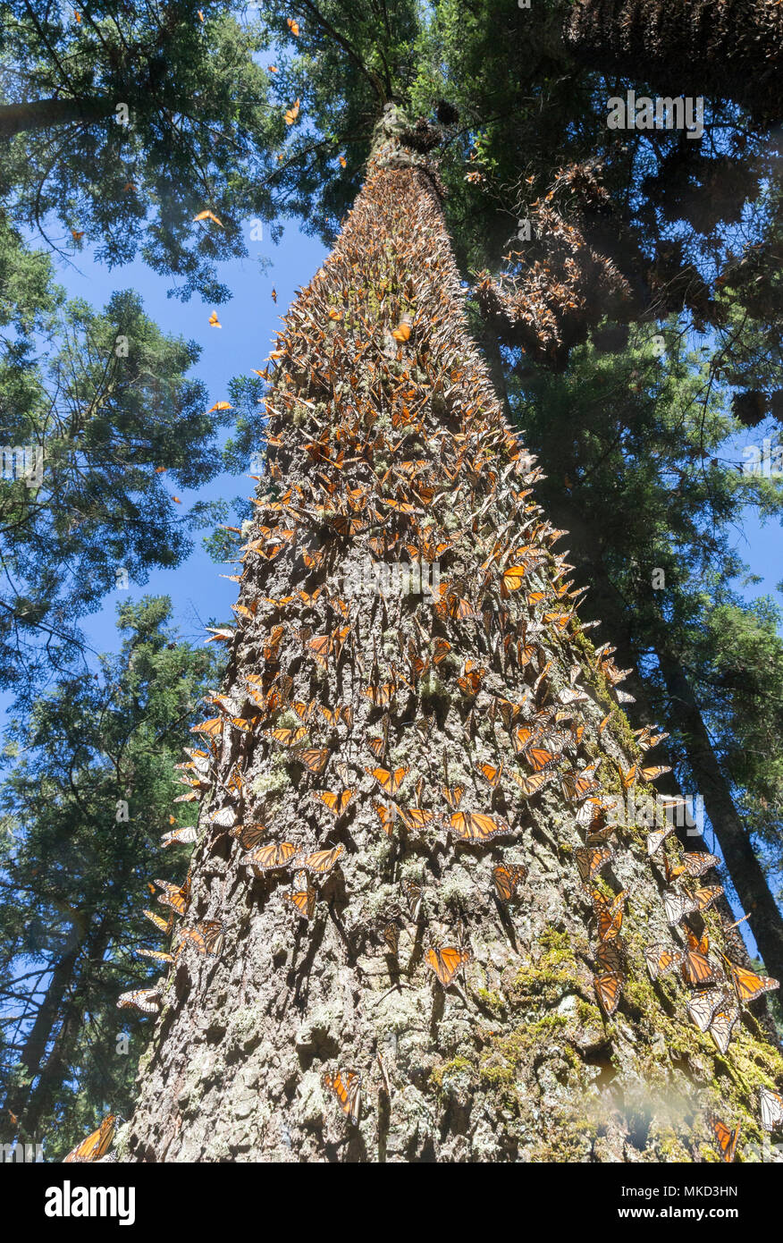 Oyamel Fir Tree High Resolution Stock Photography and Images - Alamy