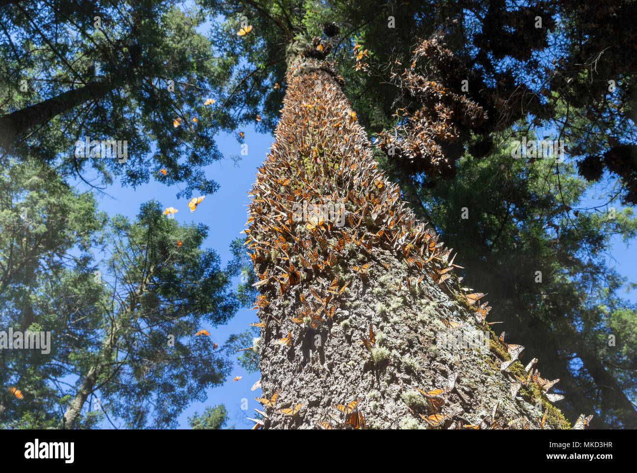 Oyamel Fir Tree High Resolution Stock Photography and Images - Alamy