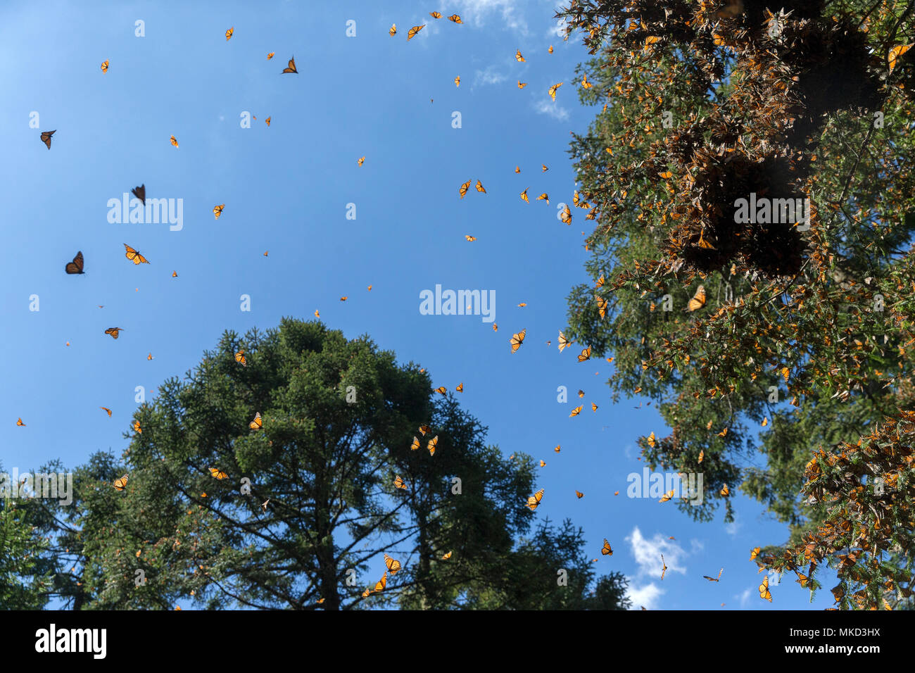 Monarch butterfly (Danaus plexippus), in wintering from November to ...