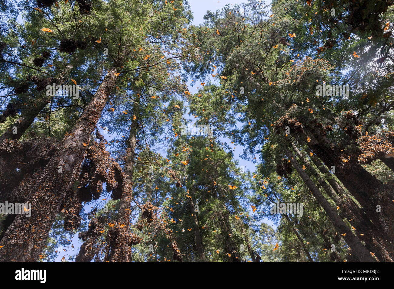 Monarch butterfly (Danaus plexippus), In wintering from November to ...