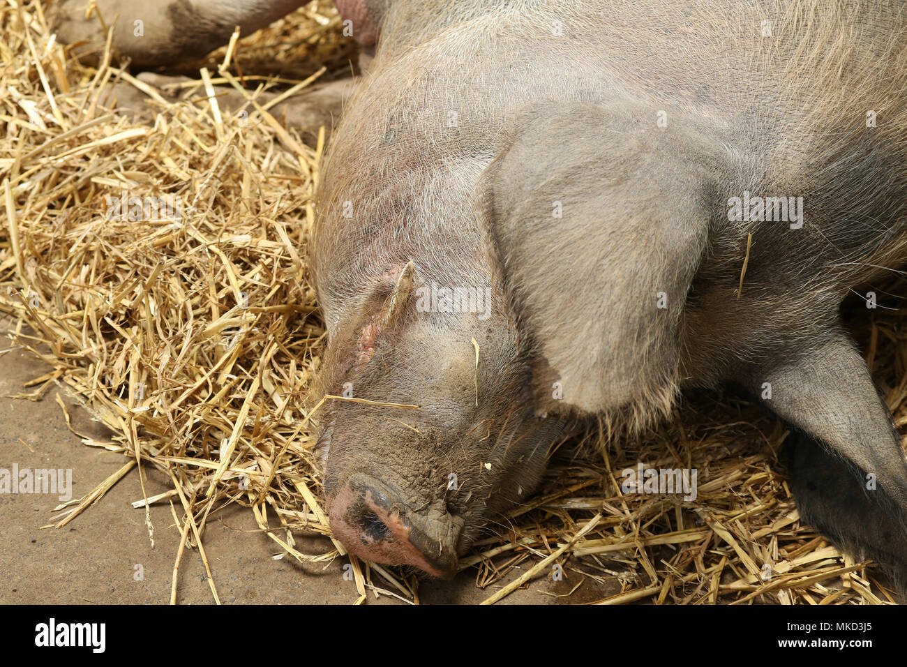 Asian pig farming hi-res stock photography and images - Alamy