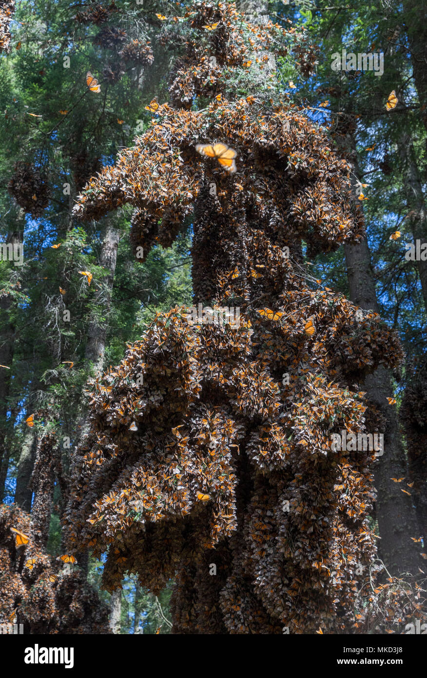 Monarch butterfly (Danaus plexippus), In wintering from November to ...