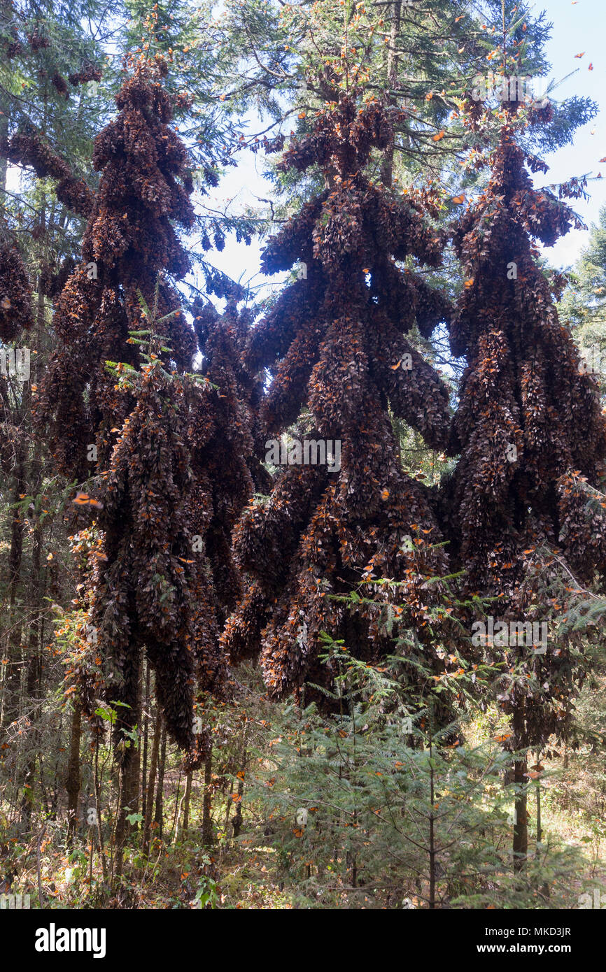 Oyamel Fir Tree High Resolution Stock Photography and Images - Alamy