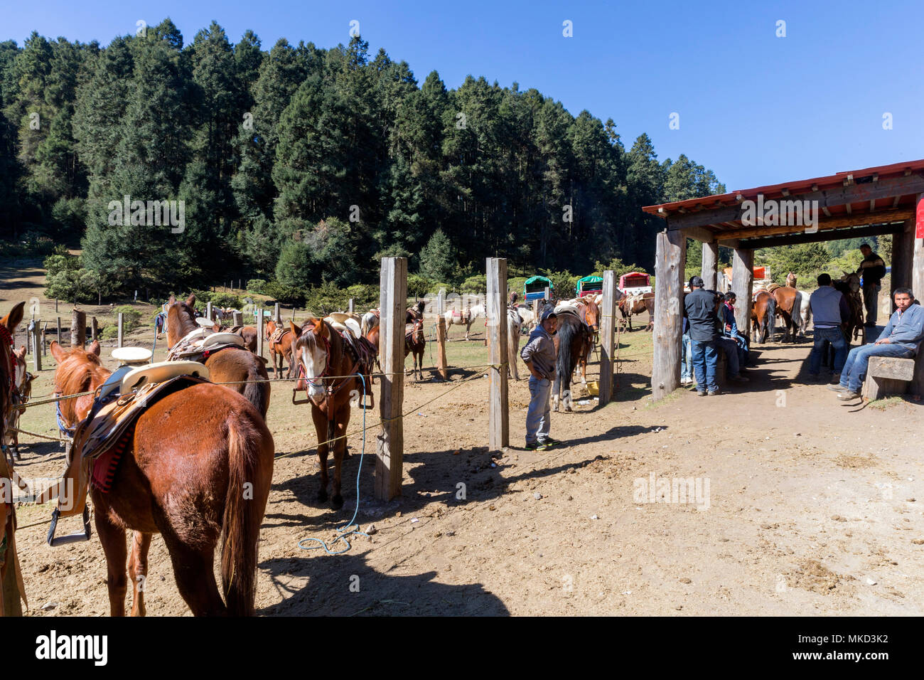 Sierra Chincua, where the monarch butterflies (Danaus plexippus), come ...