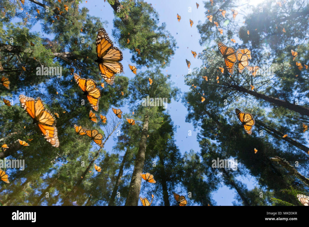 Monarch butterfly (Danaus plexippus), in wintering from November to ...