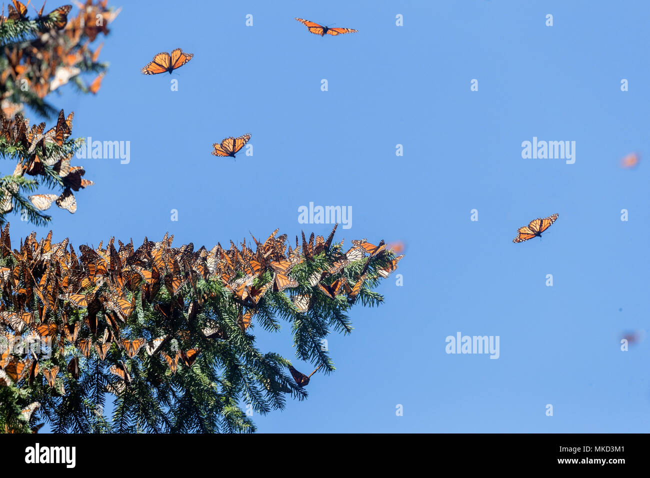 Monarch butterfly mexico oyamel hi-res stock photography and images - Alamy