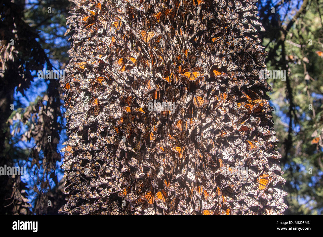 Monarch butterfly oyamel tree hi-res stock photography and images - Alamy