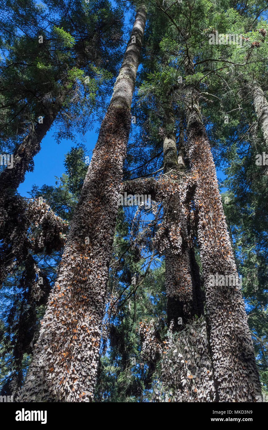 Oyamel tree hi-res stock photography and images - Alamy
