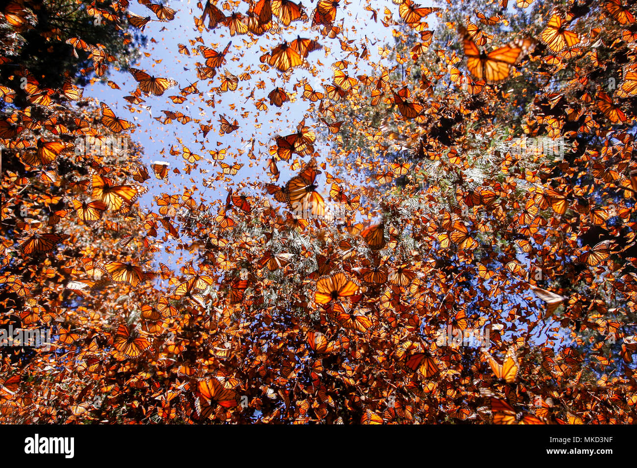 Monarch butterfly (Danaus plexippus), in wintering from November to ...