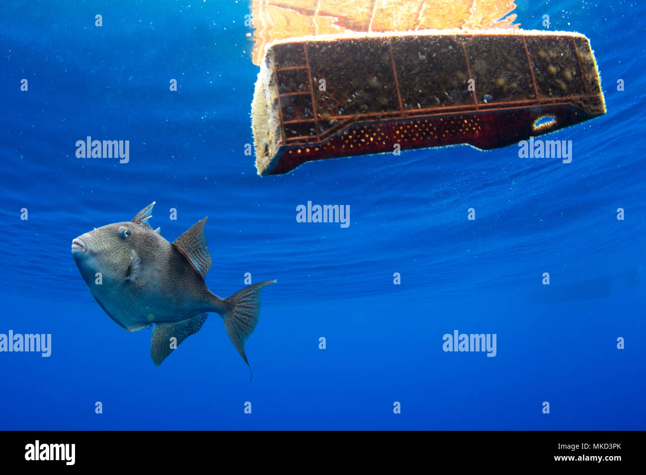 Animal waste management hi-res stock photography and images - Alamy