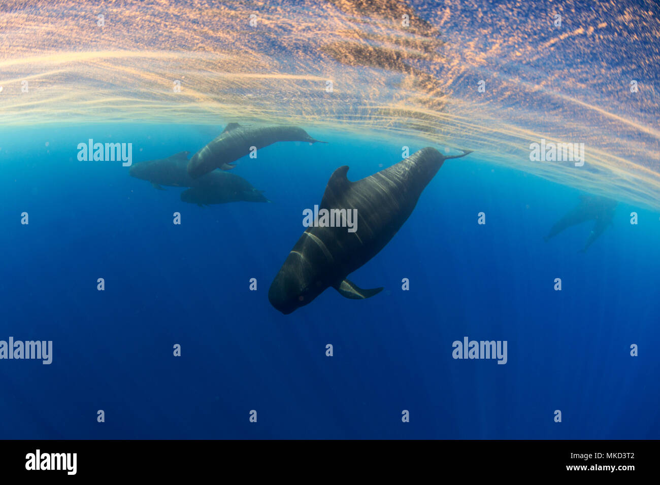 Trichodesmium, also called sea sawdust (Trichodesmium erythraeum). It ...